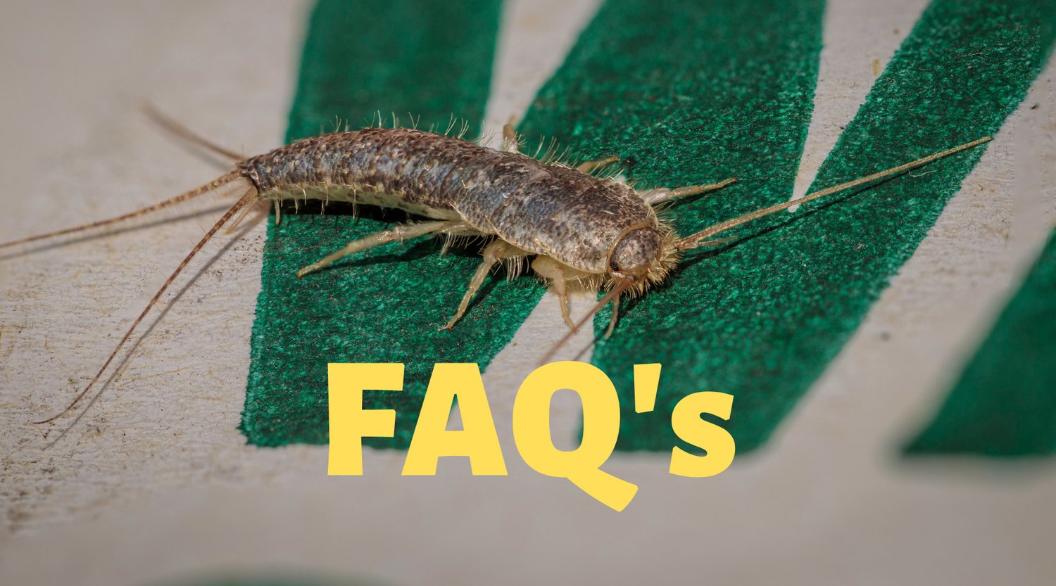 Frequently Asked Questions About Silverfish - RedCedar.co.uk
