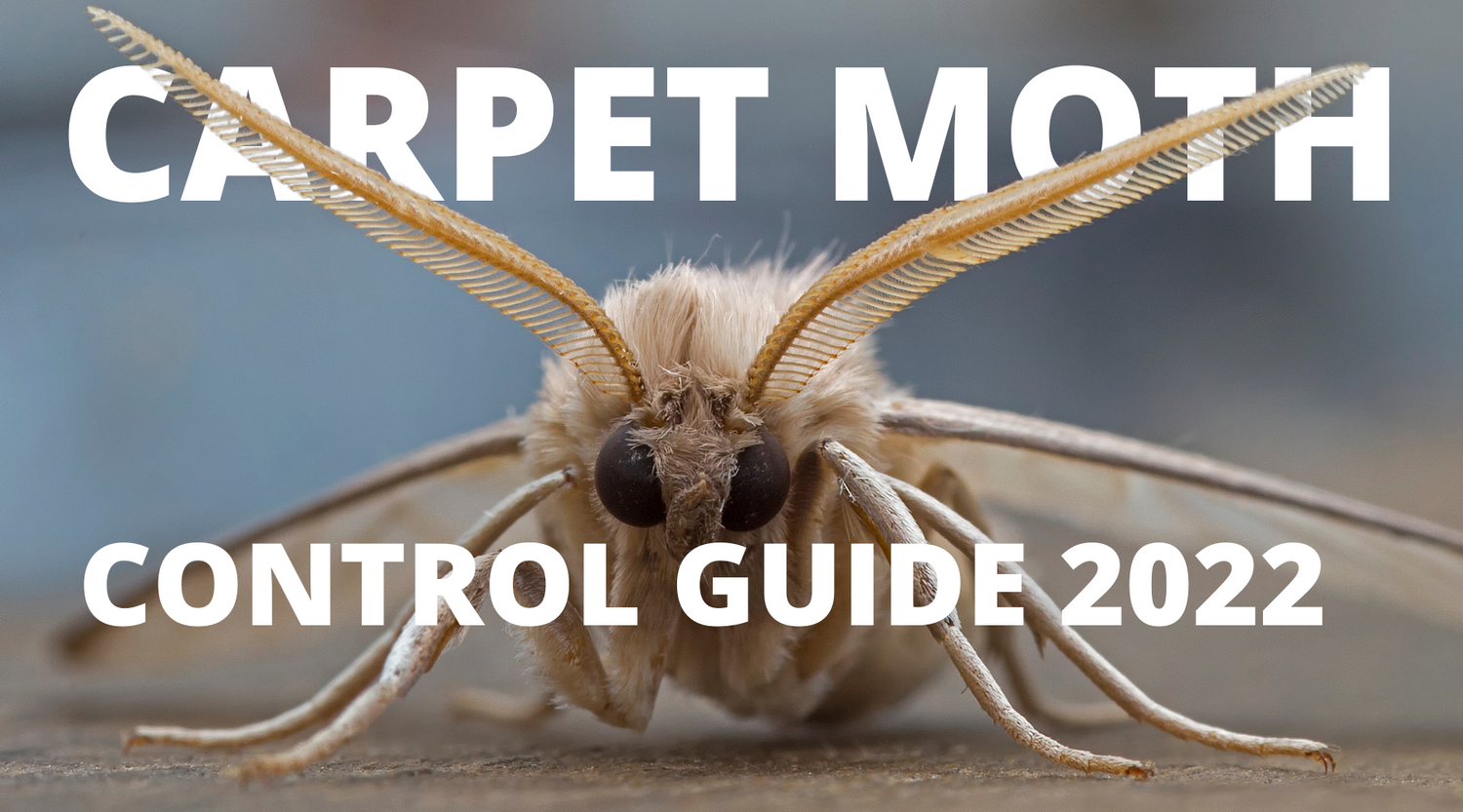 Signs of a Common Clothes Moth Infestation: Control Guide - RedCedar.co.uk