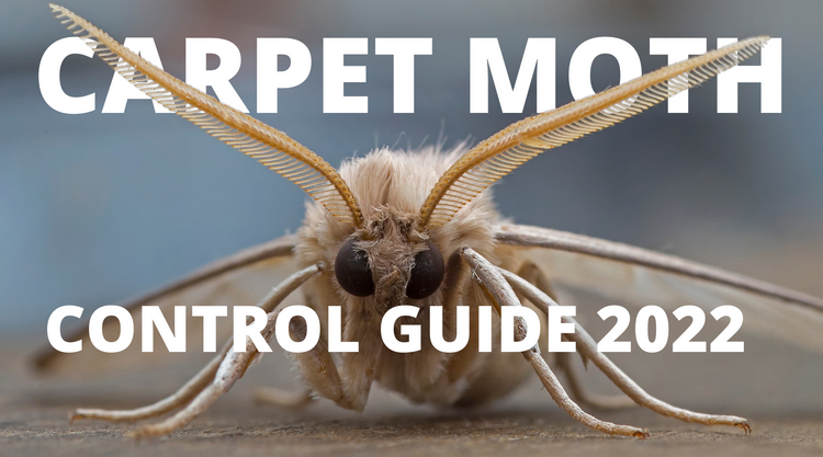 Signs of a Common Clothes Moth Infestation: Control Guide - RedCedar.co.uk