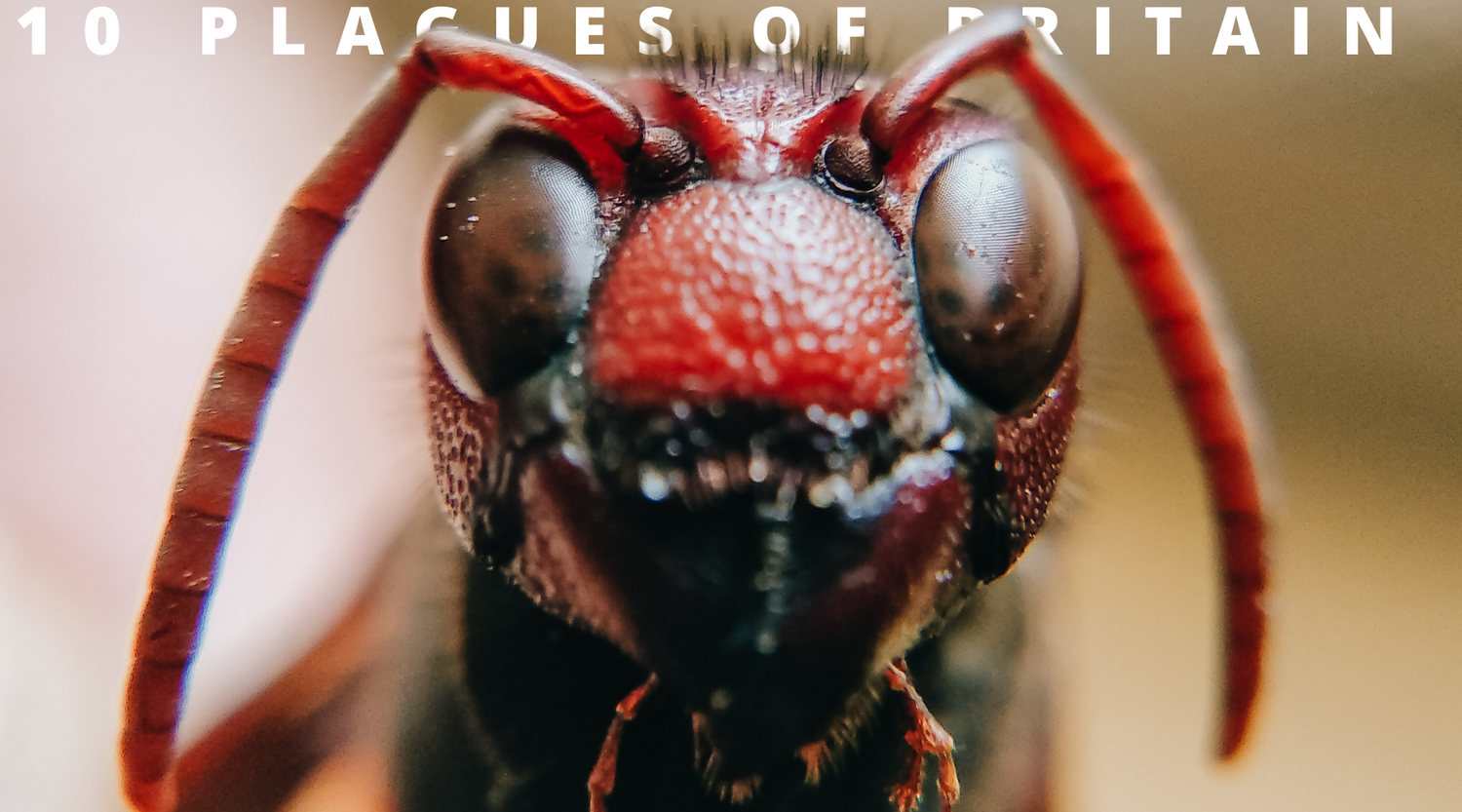 10 Most Horrible Common Pests in the UK - RedCedar.co.uk